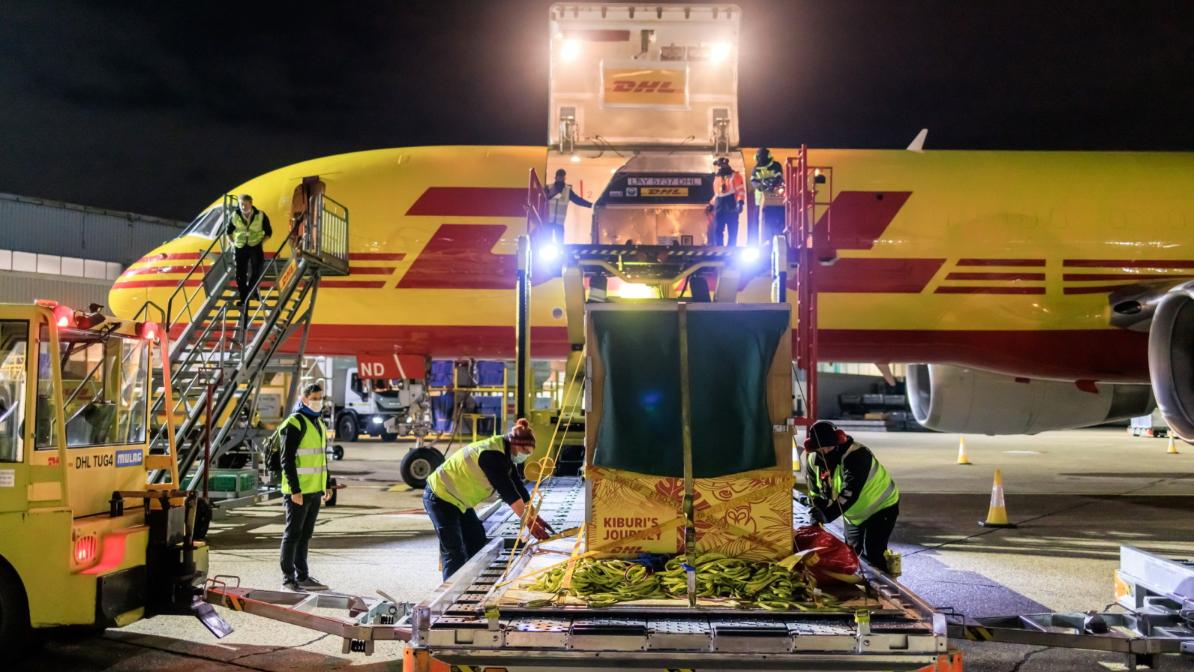 Spesialleveranse: DHL flyr gorillaen Kiburi til nytt hjem i London Zoo ...