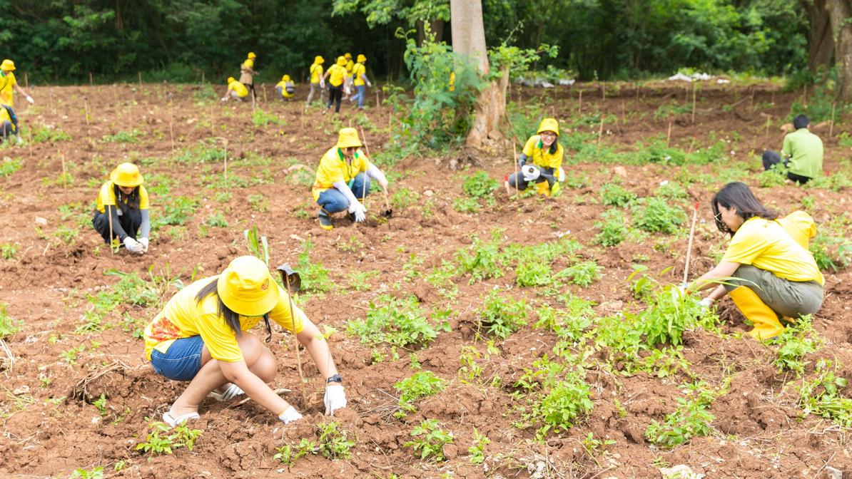 DHL Express Thailand joins forces with the Department of Royal Forest ...