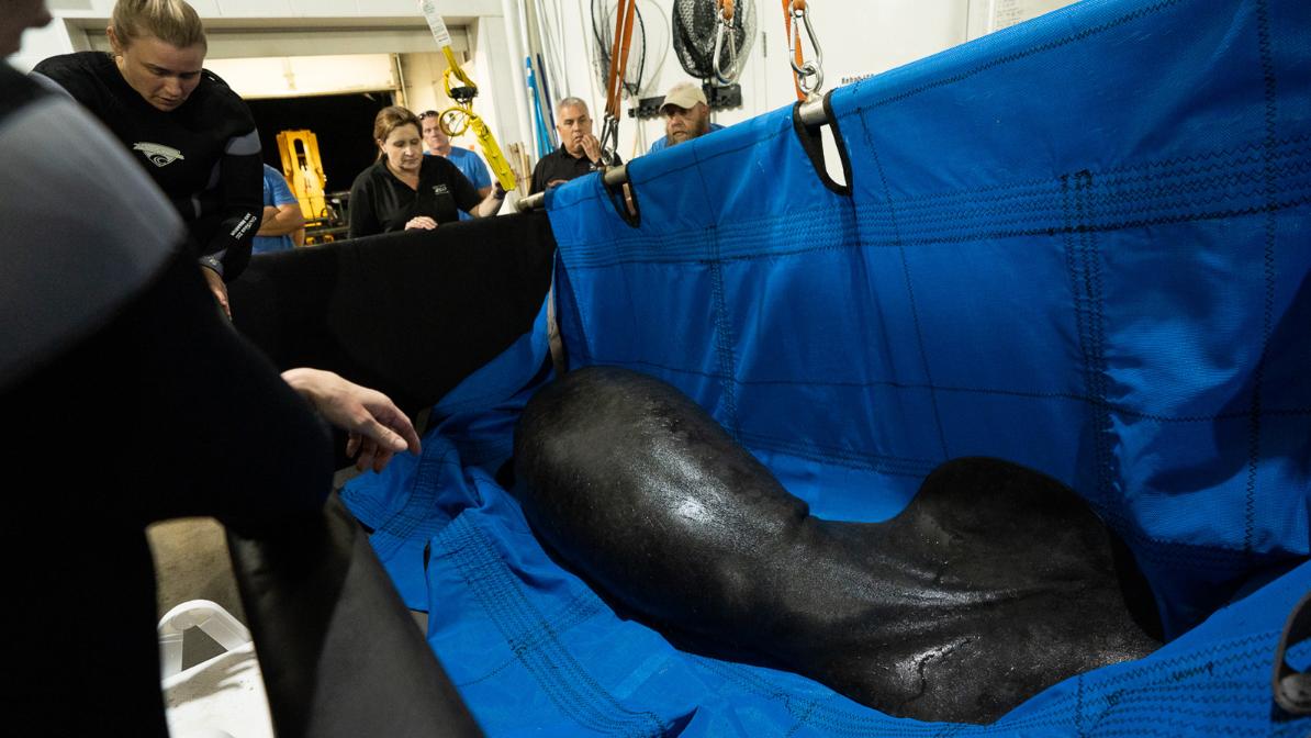 Eight Rehabilitated Manatees Flown From Ohio Zoos Back to Florida ...