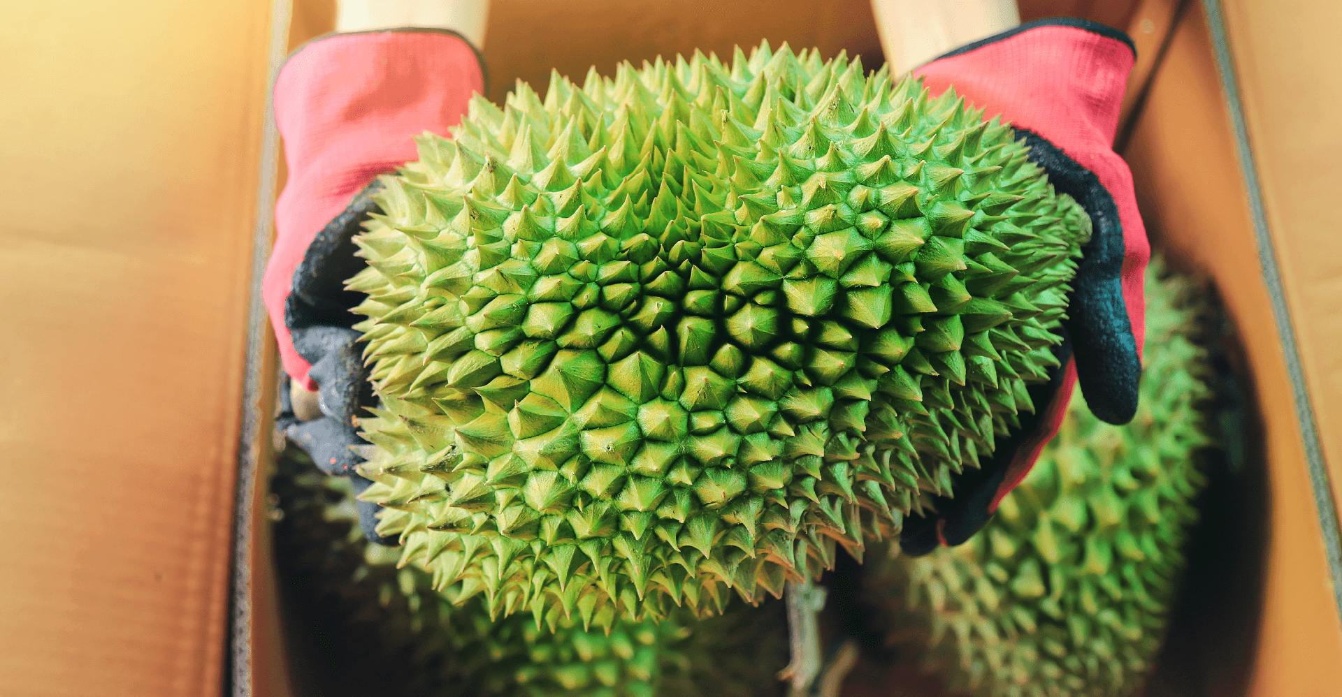 MAQIS: Durian Export Permits & Licenses | Export Durians | DHL Malaysia
