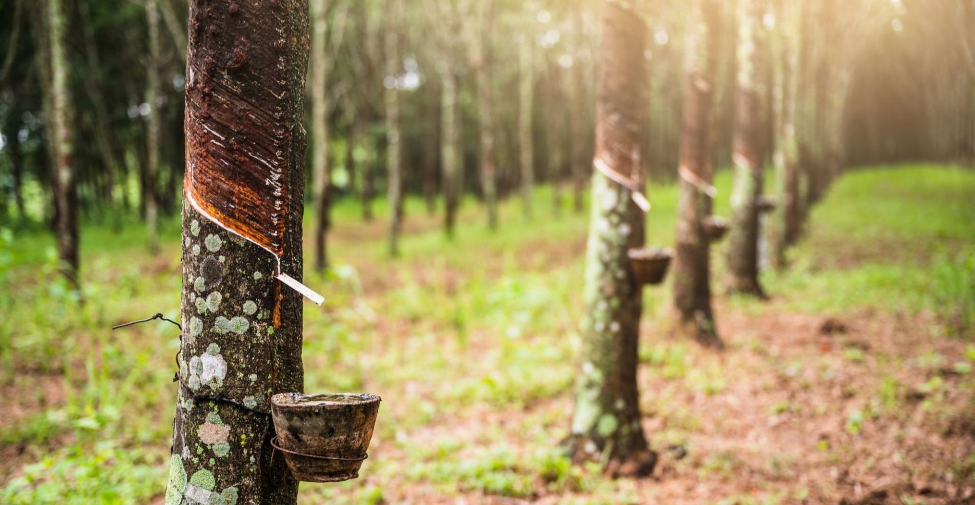 Exporting rubber and rubber-finished products from Sri Lanka | DHL Sri ...